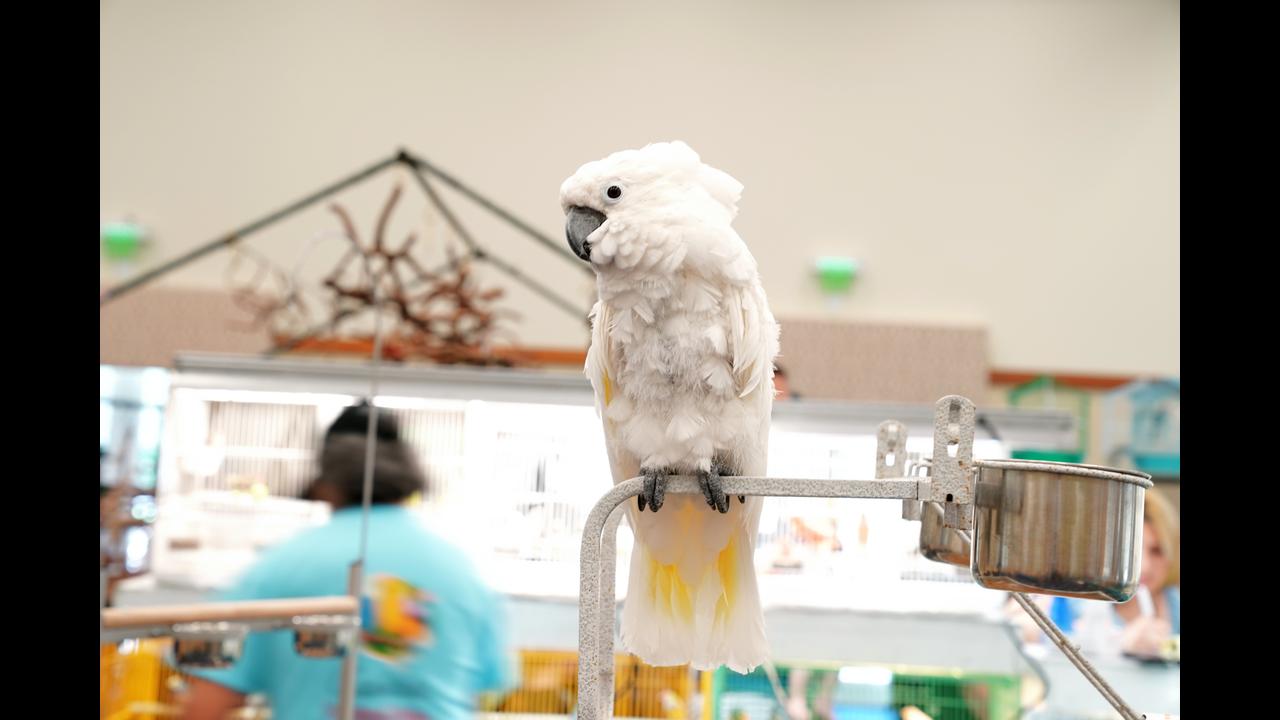 Bird Fair (Dec 2022), St Augustine Exotic Bird Expo, St. Augustine USA ...